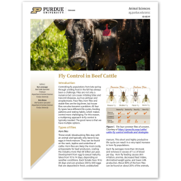Fly Control in Beef Cattle