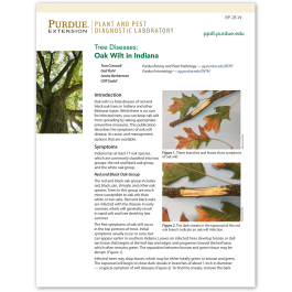 Tree Diseases: Oak Wilt in Indiana