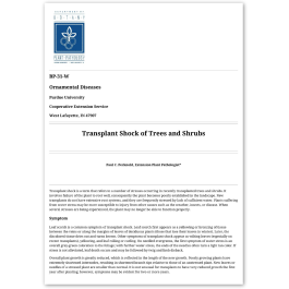 Transplant Shock of Trees and Shrubs