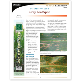 Diseases of Corn: Gray Leaf Spot
