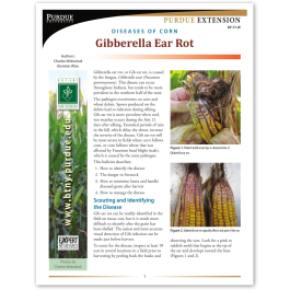 Diseases of Corn: Gibberella Ear Rot