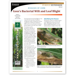 Diseases of Corn: Goss's Bacterial Wilt and Leaf Blight