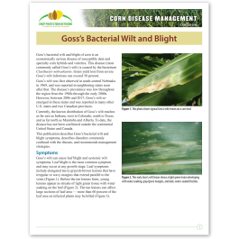 Corn Disease Management: Goss's Bacterial Wilt and Blight