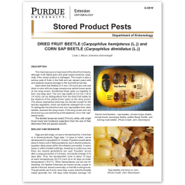 Dried Fruit Beetle and Corn Sap Beetle