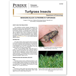 Turfgrass Insects: Managing Black Cutworms in Turfgrass