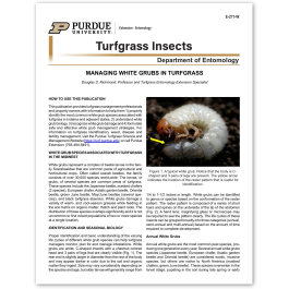 Turfgrass Insects: Managing White Grubs in Turfgrass
