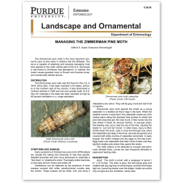 Managing the Zimmerman Pine Moth