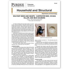 Solitary Bees and Wasps: Carpenter Bee, Cicada Killer and Mud Daubers