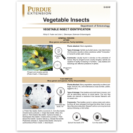 Vegetable Insect Identification