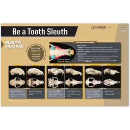 The Nature of Teaching: Tooth Sleuth poster