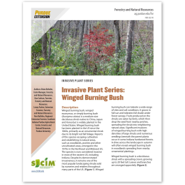 Invasive Plant Series: Winged Burning Bush