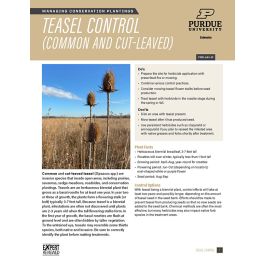 Teasel Control (Common and Cut-leaved)