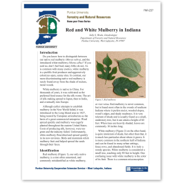Red and White Mulberry in Indiana