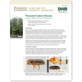 Thousand Cankers Disease: Indiana Walnut Trees Threatened