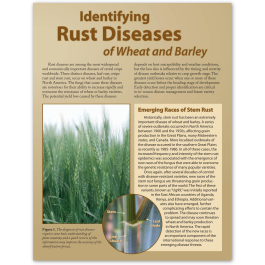 Identifying Rust Diseases of Wheat and Barley