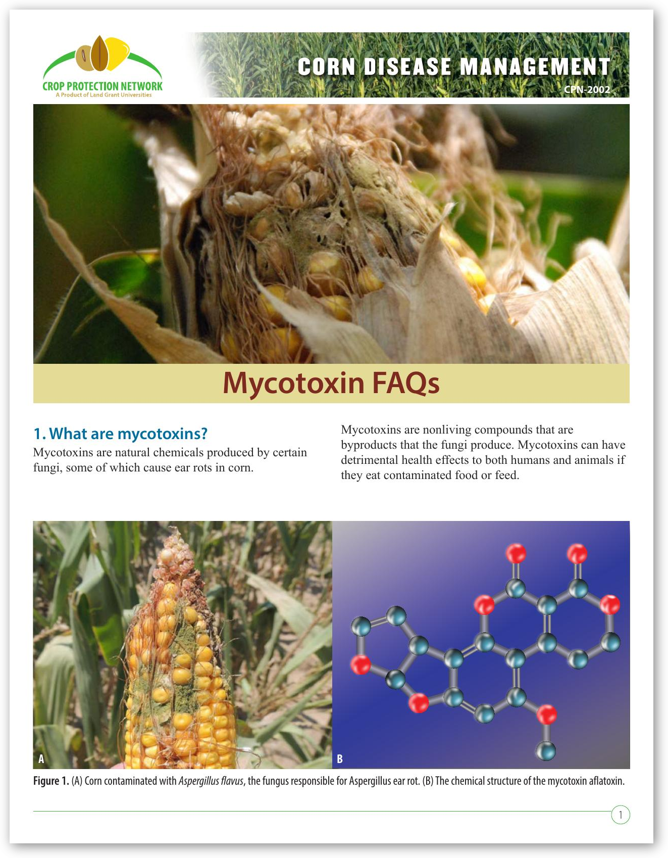 Corn Disease Management: Mycotoxin FAQs