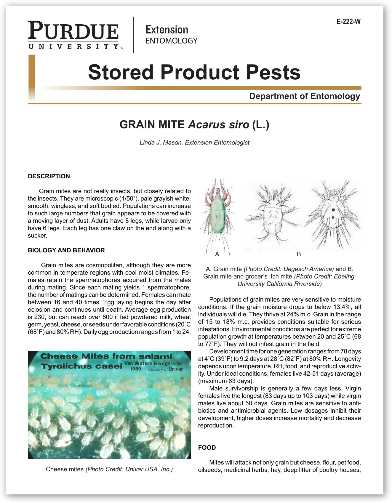 Grain Mite