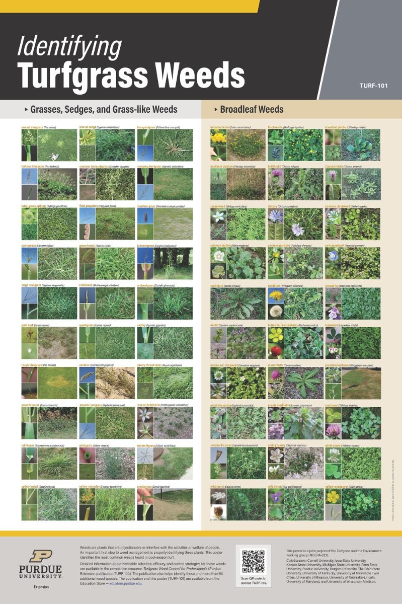 Identifying Turfgrass Weeds Poster