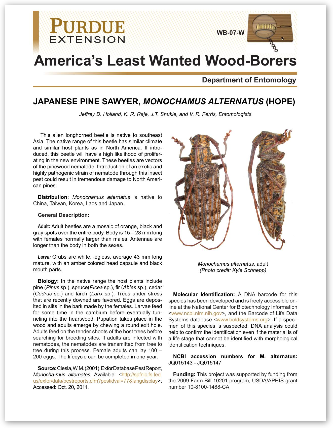 America's Least Wanted Wood-Borers: Japanese Pine Sawyer, Monochamus ...