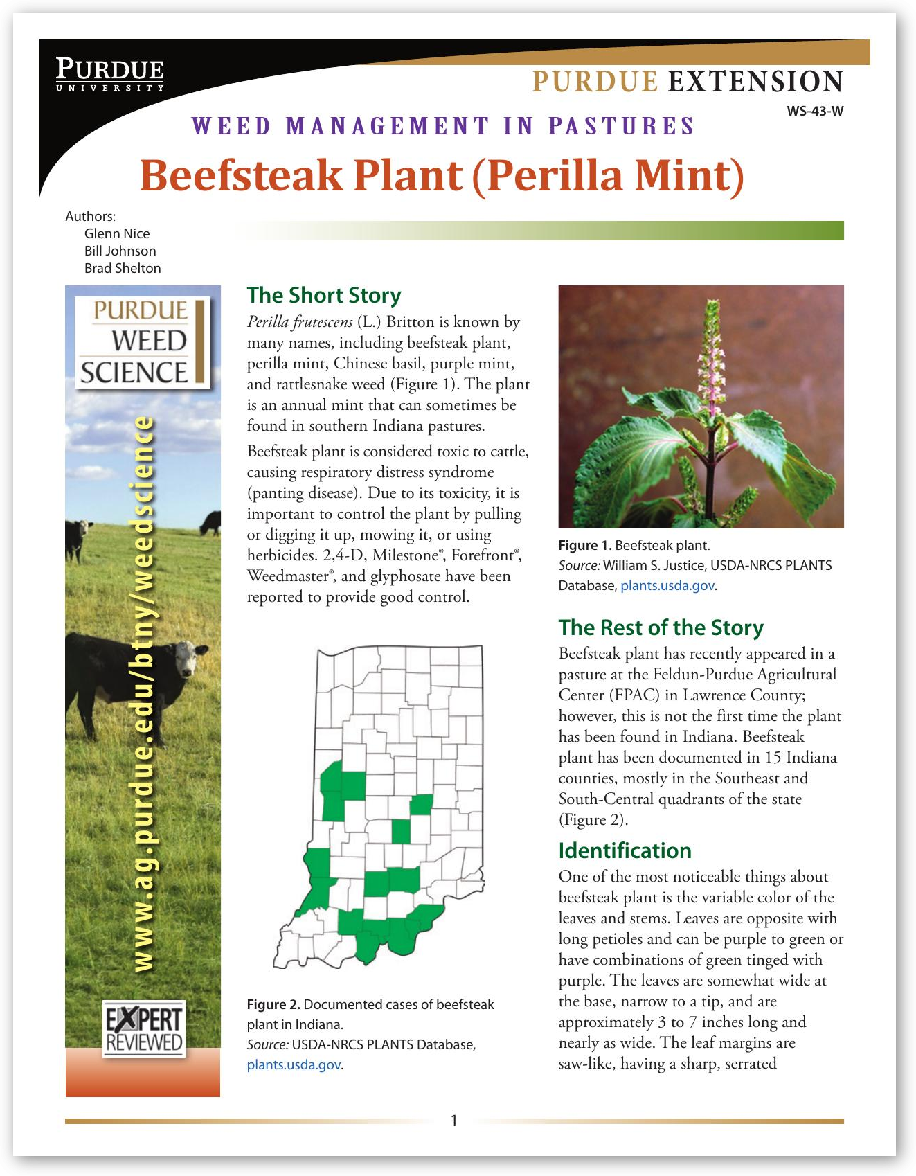 Weed Management in Pastures: Beefsteak Plant (Perilla Mint)