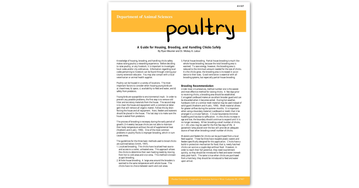 A Guide for Housing, Brooding and Handling Chicks Safely