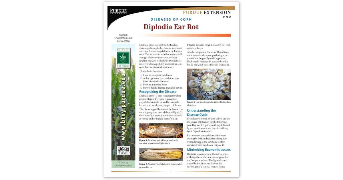 Diseases of Corn: Diplodia Ear Rot
