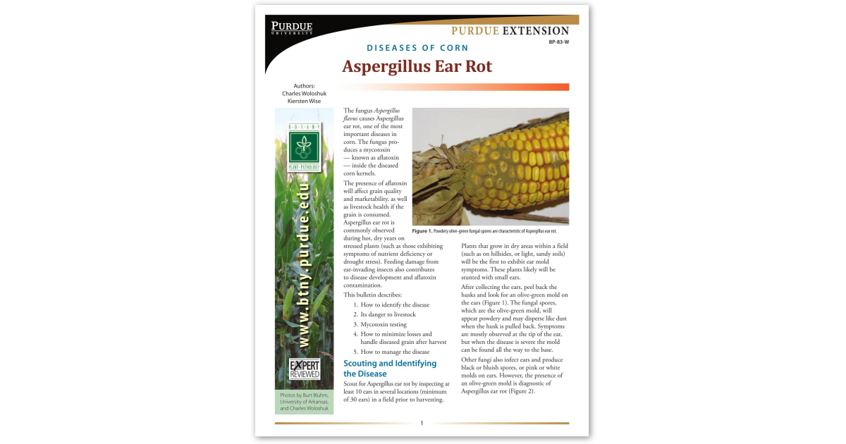 Diseases of Corn: Aspergillus Ear Rot