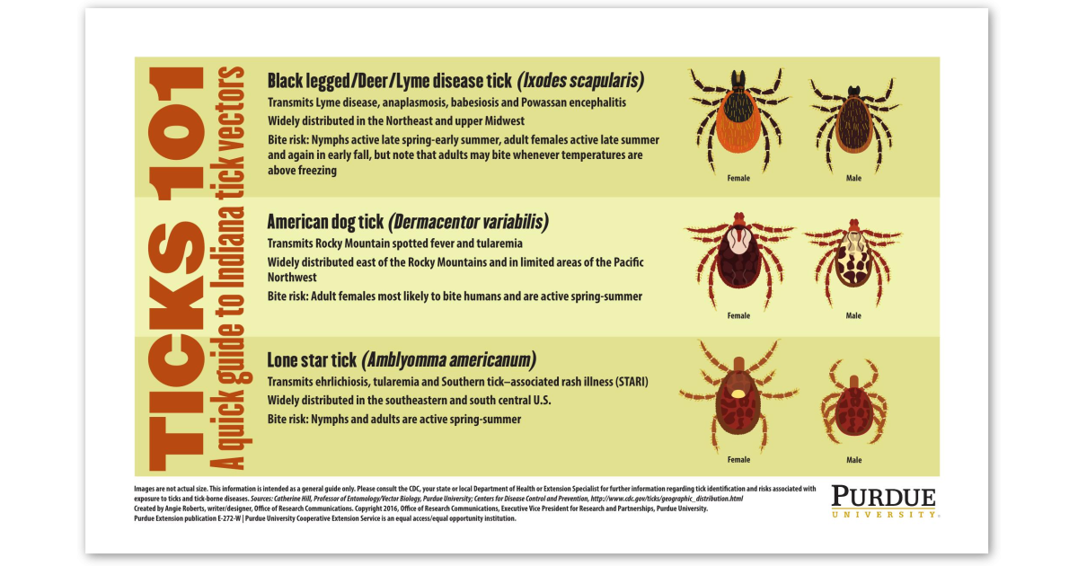 Ticks 101: A Quick Start Guide to Indiana Tick Vectors