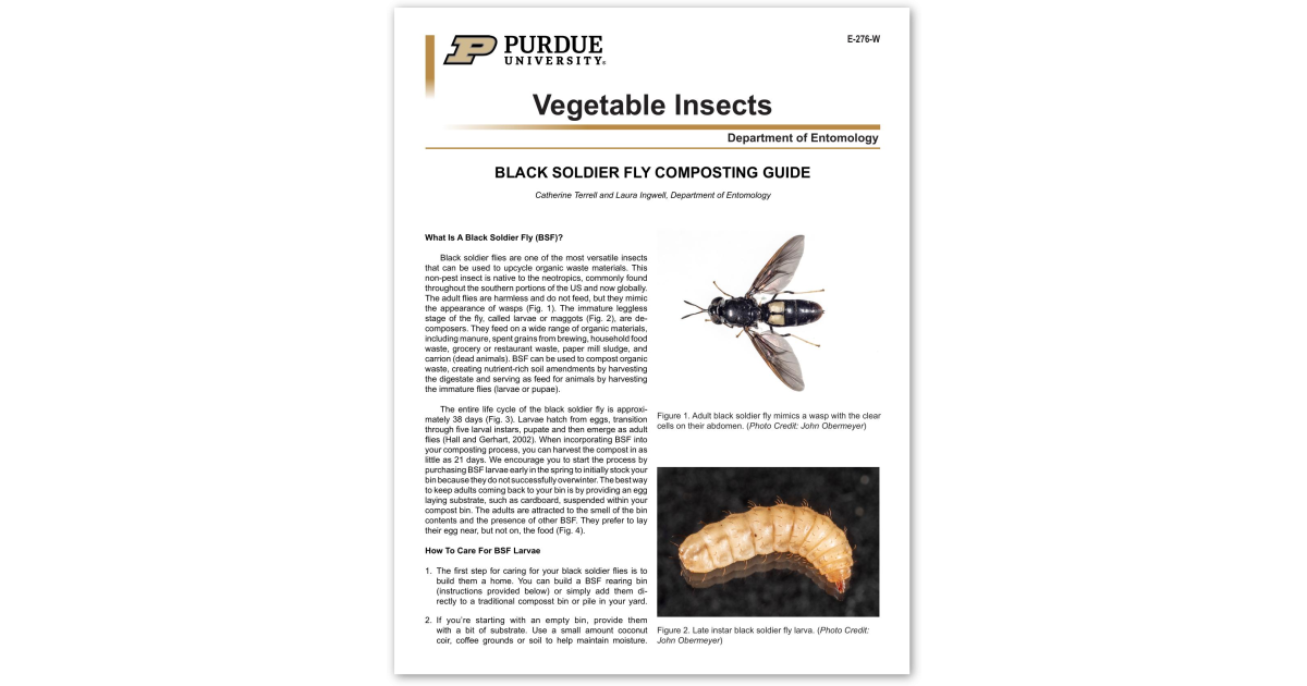 Black Soldier Fly Composting Guide