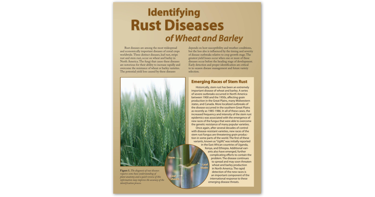 Identifying Rust Diseases of Wheat and Barley
