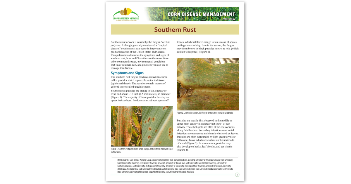 Corn Disease Management: Southern Rust