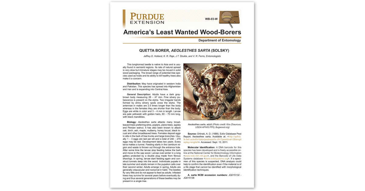 America's Least Wanted Wood Borers: Quetta Borer, Aeoloesthes sarta ...